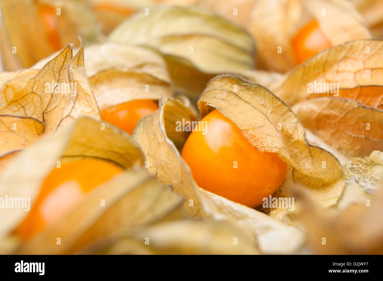 Physalis hi-res stock photography and images - Alamy