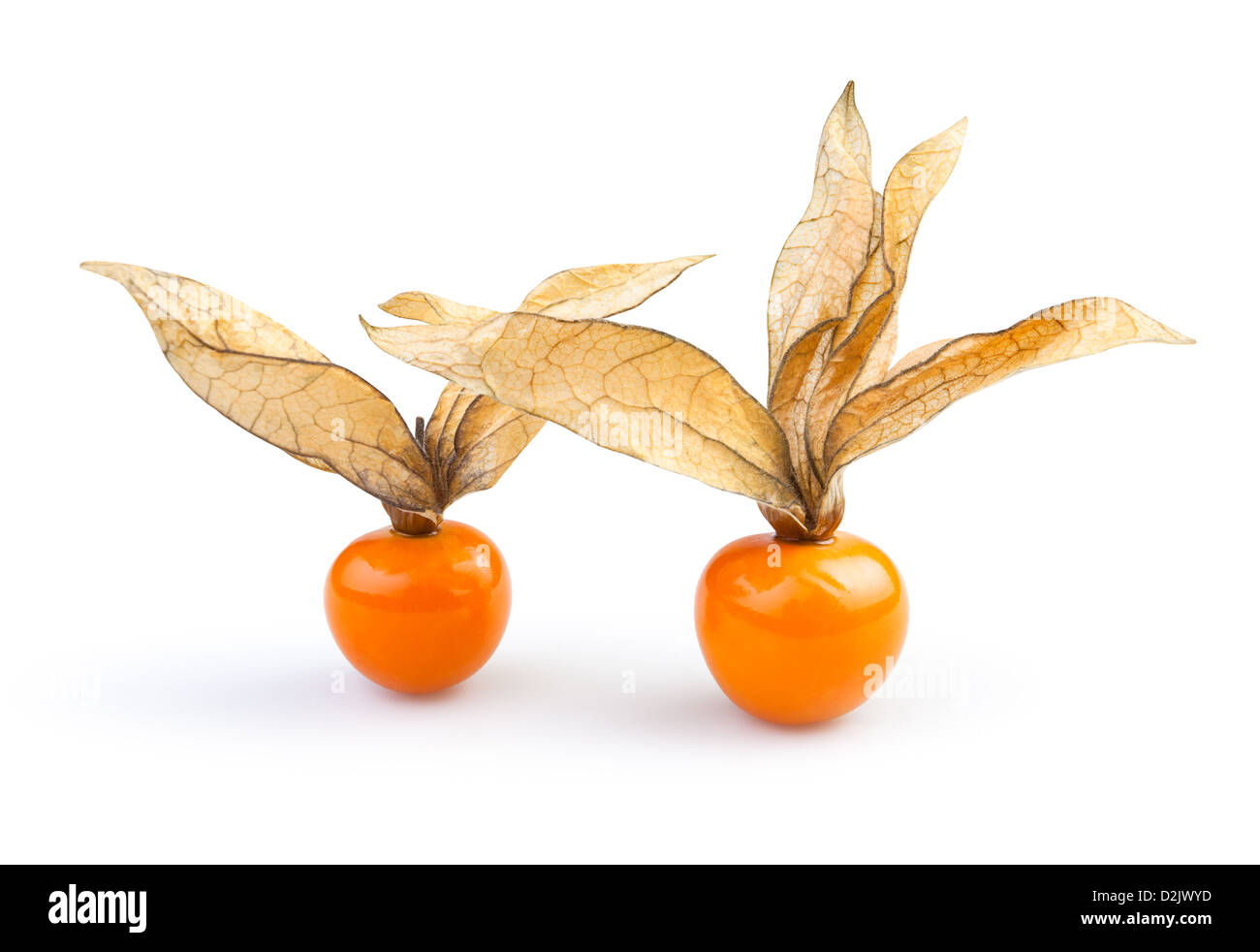 Small orange berries hi-res stock photography and images - Alamy