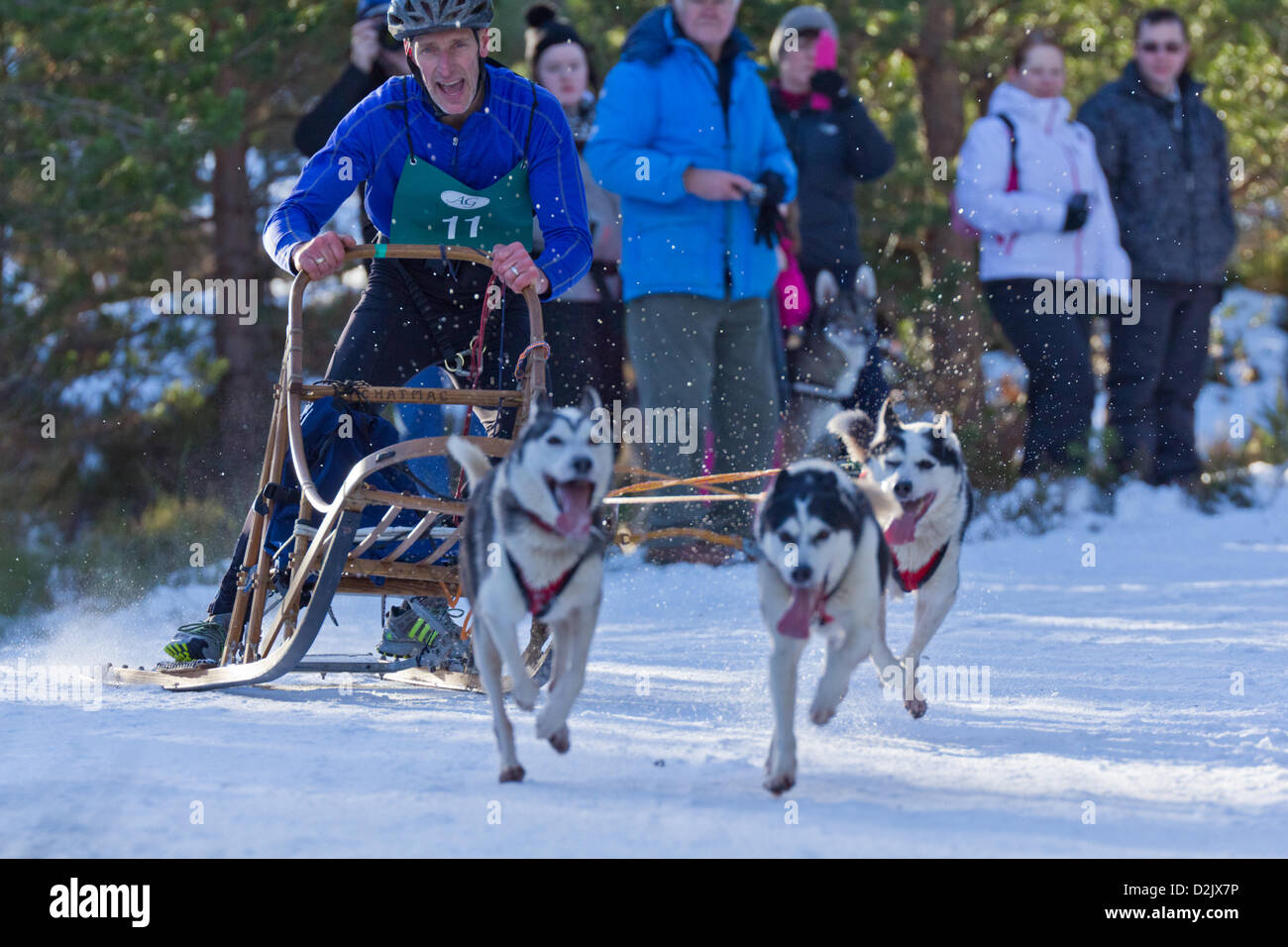 Aviemore, UK. 26th Jan, 2013. A sled skids around a tight corner as the ...