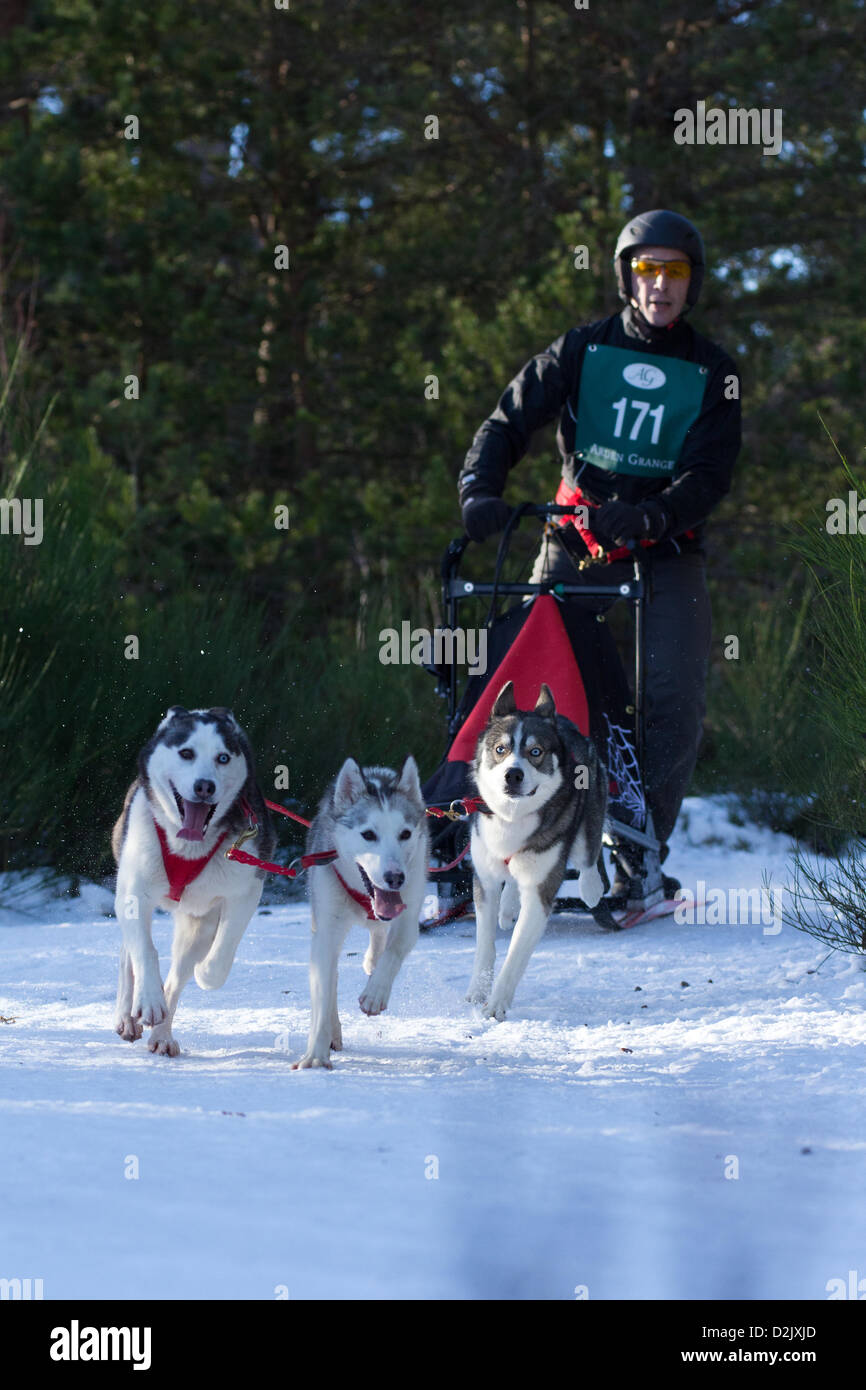 Dogs bounding snow hi-res stock photography and images - Alamy