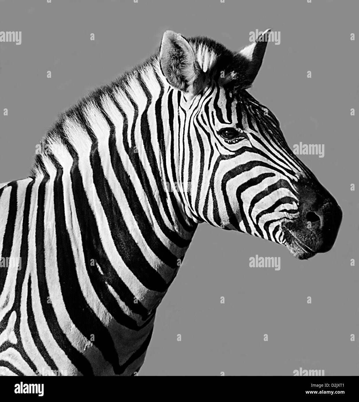 Zebra headshot hi-res stock photography and images - Alamy