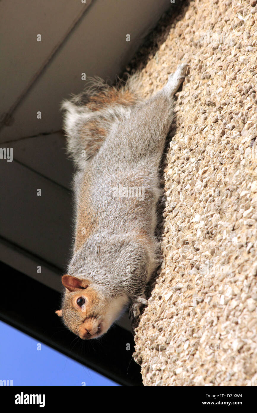 Sciuridae family hi-res stock photography and images - Alamy