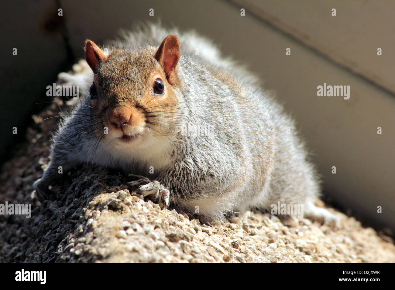 The family sciuridae hi-res stock photography and images - Alamy