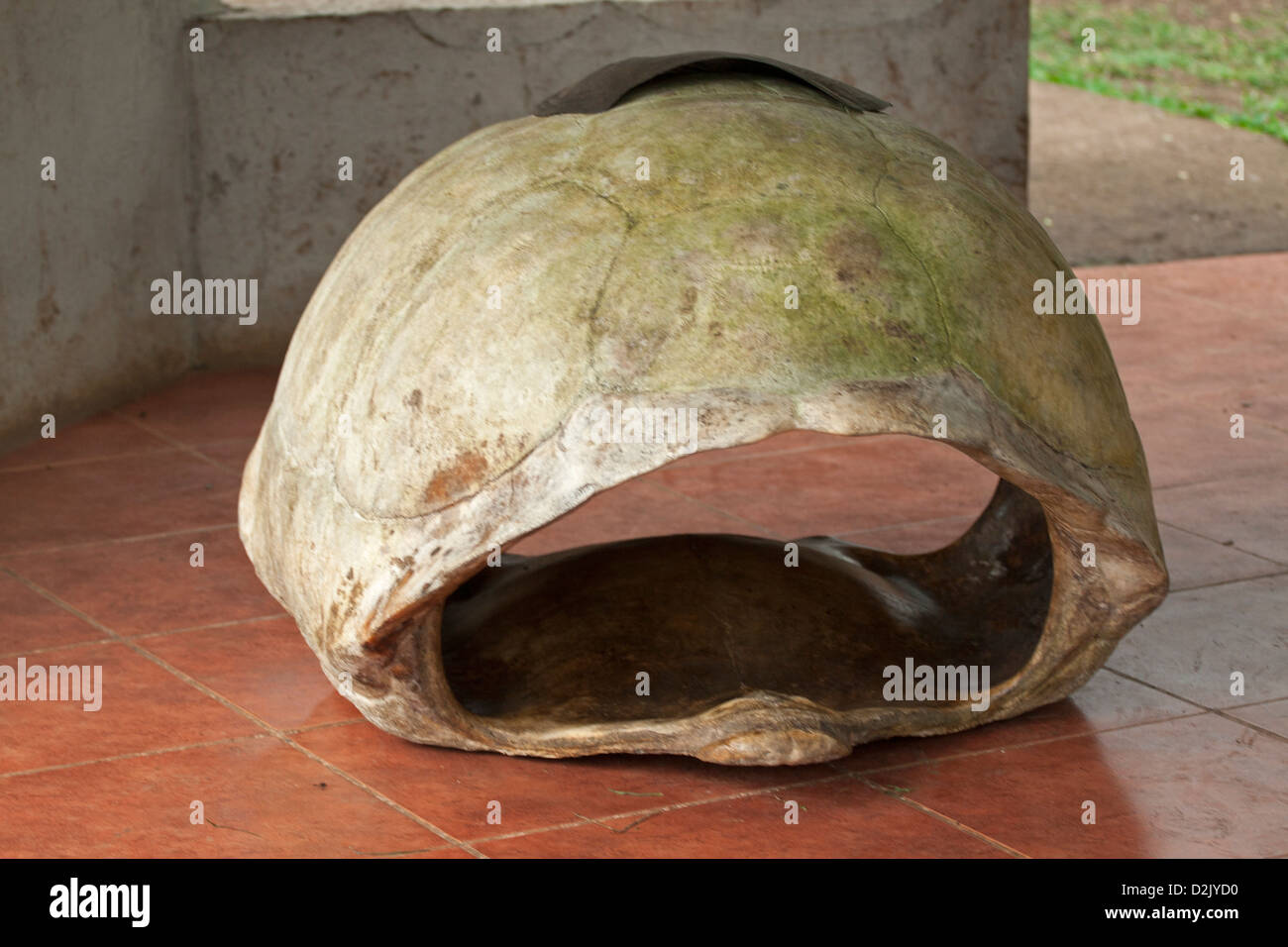 Shell Galapagos giant tortoise Stock Photo - Alamy