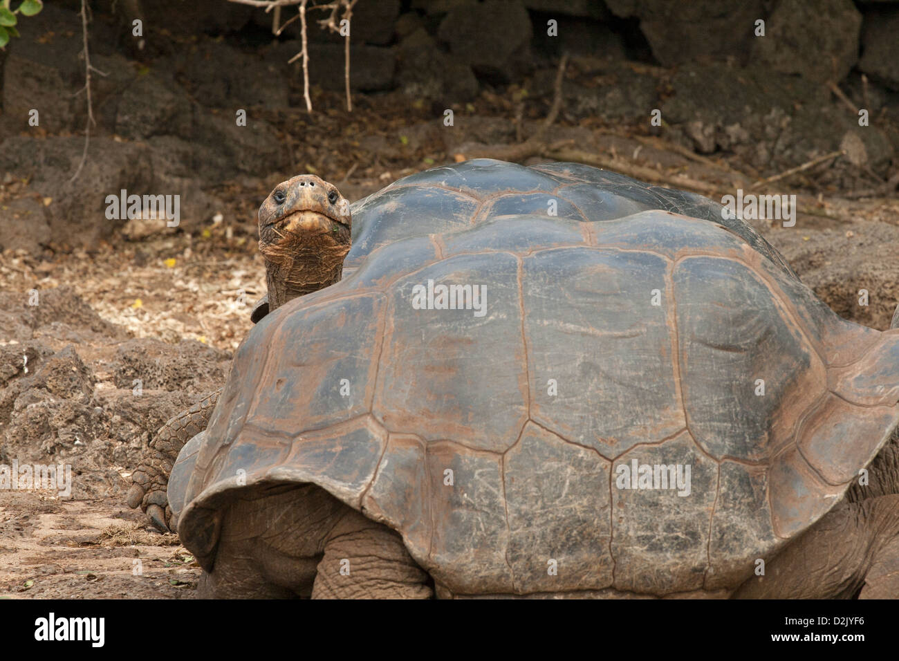 Galapagos Giant Tortoise Stock Photo - Alamy