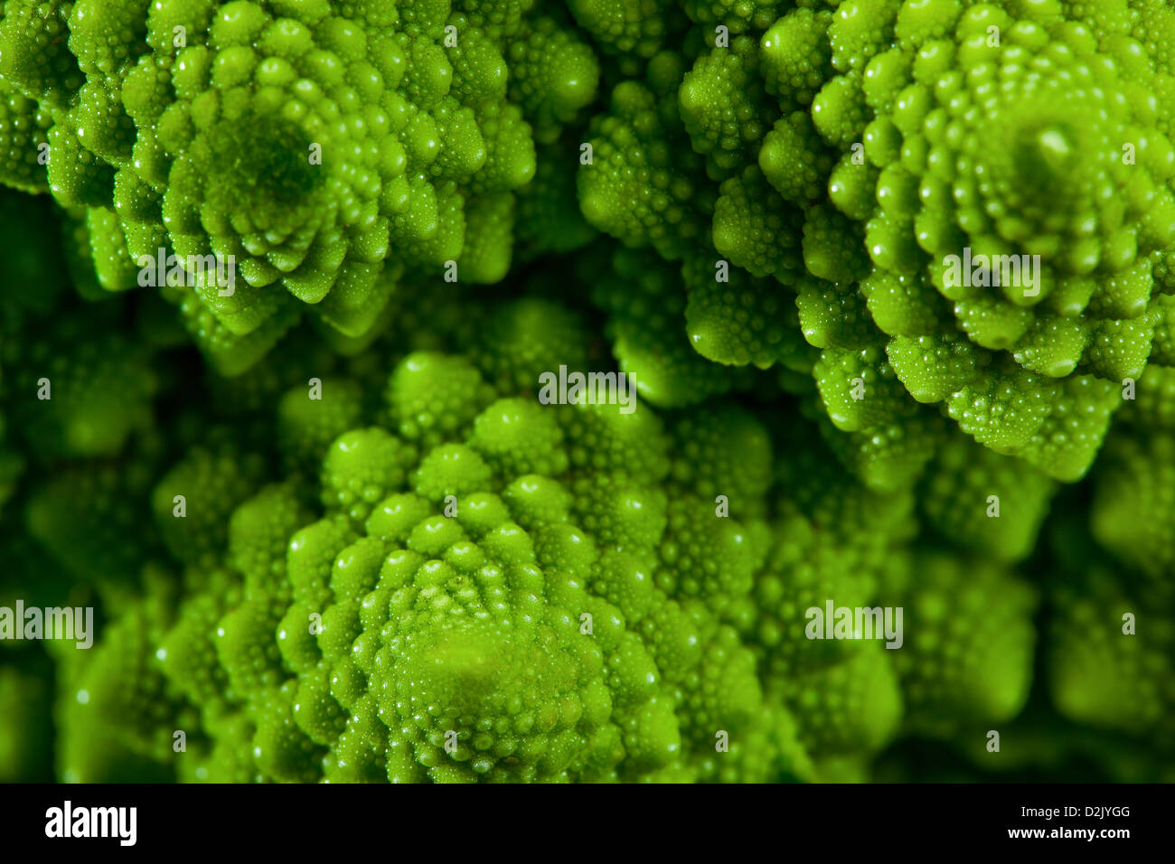 Romanesco broccoli cabbage marco. Nature fractal surface with spital ...