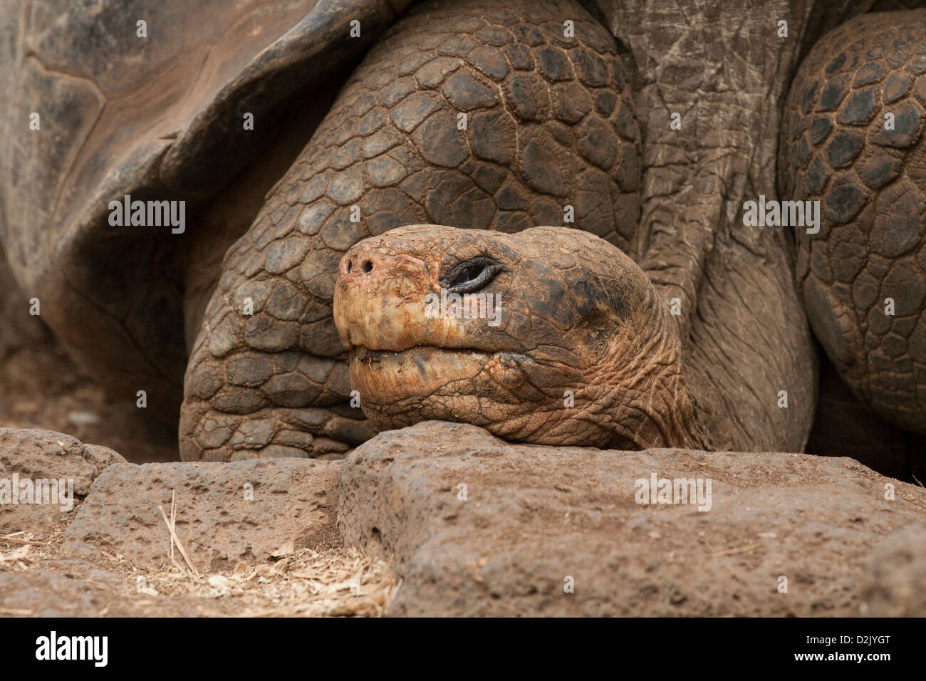Tortoise Sleeping High Resolution Stock Photography and Images - Alamy