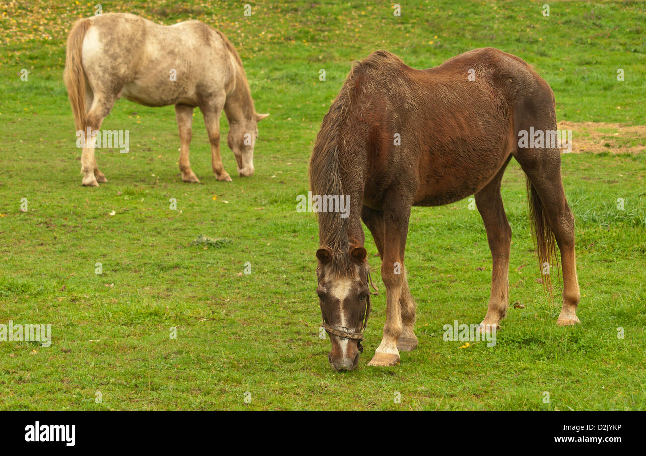 Animals equine pets farm grass grazing docile eating field mammals hi ...