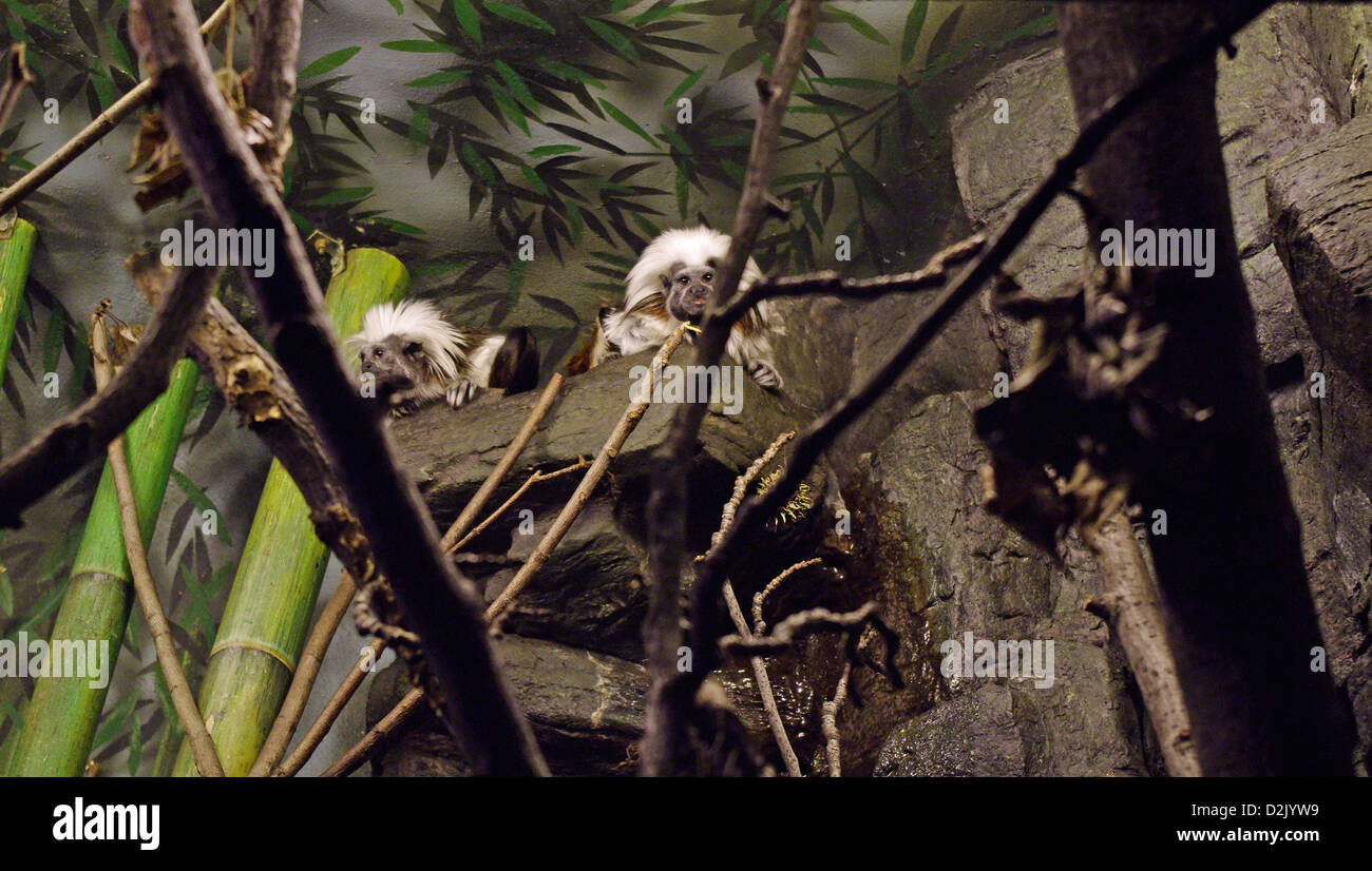 Monkey house zoo hi-res stock photography and images - Alamy