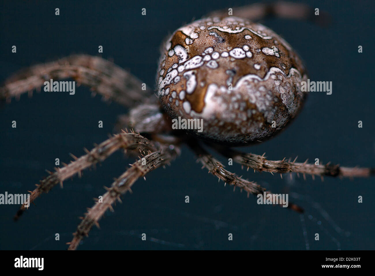 Macro of big garden spider in the net Stock Photo - Alamy