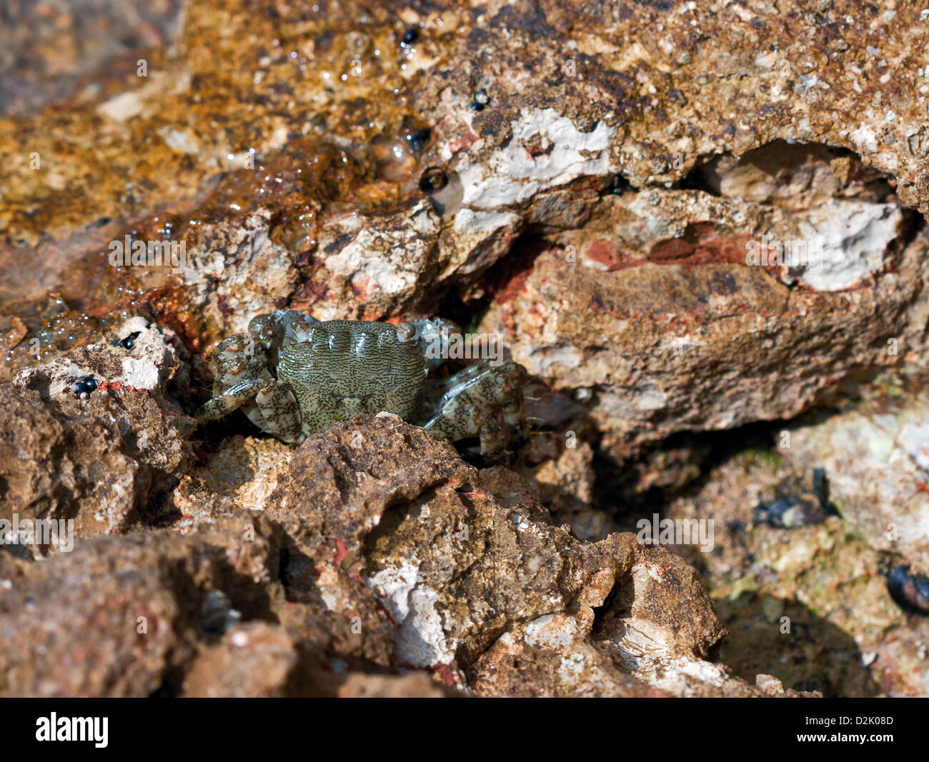 Small crab hidden in rock Stock Photo - Alamy