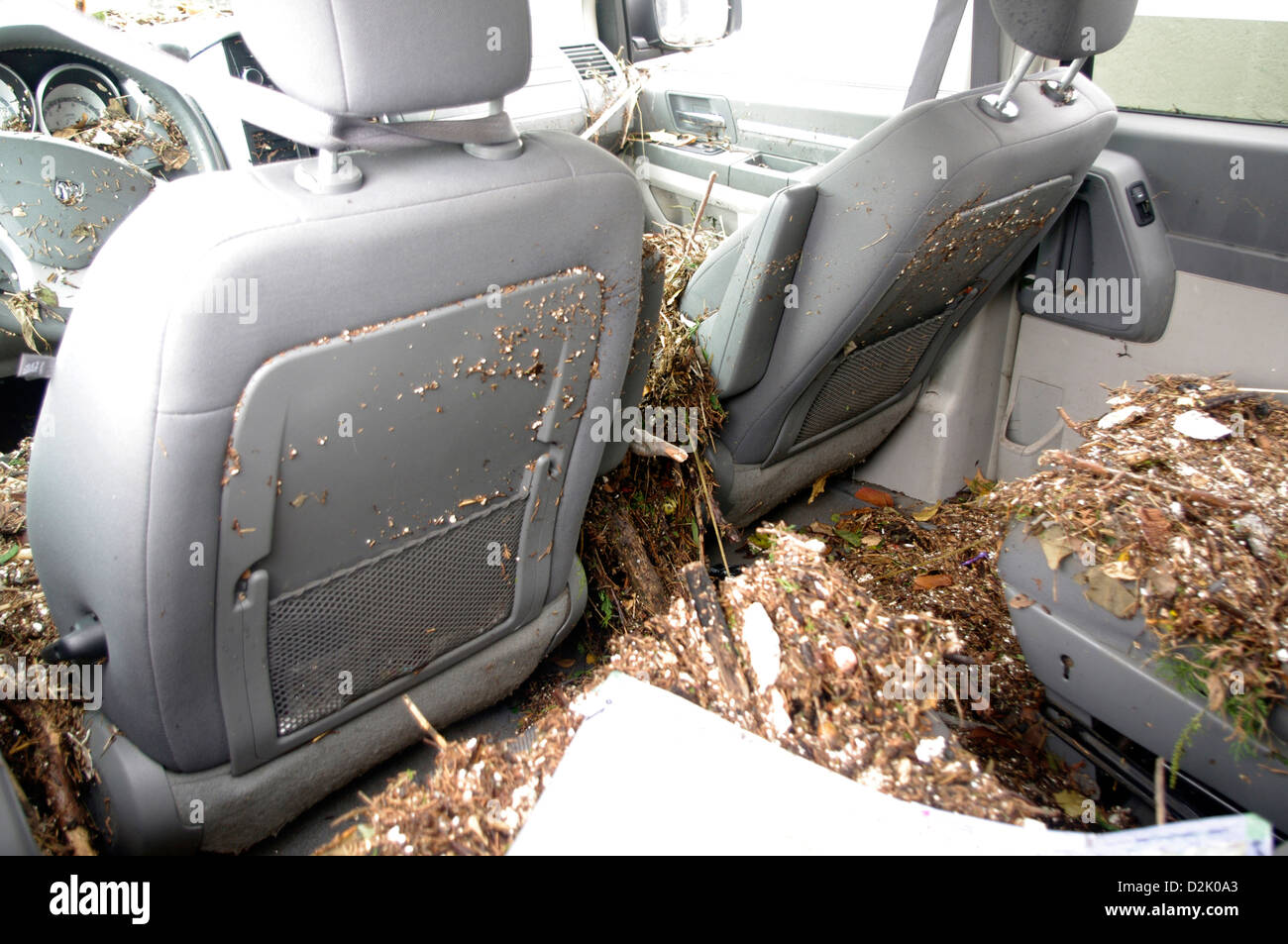 Interior of salvaged auto drained having been filled with flotsam and ...