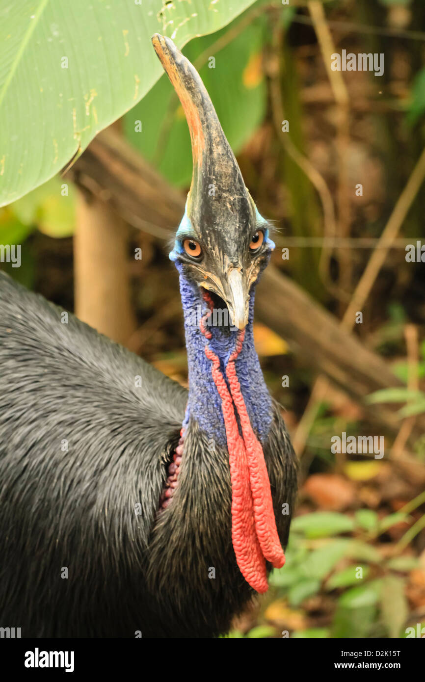 Cassowary hi-res stock photography and images - Alamy