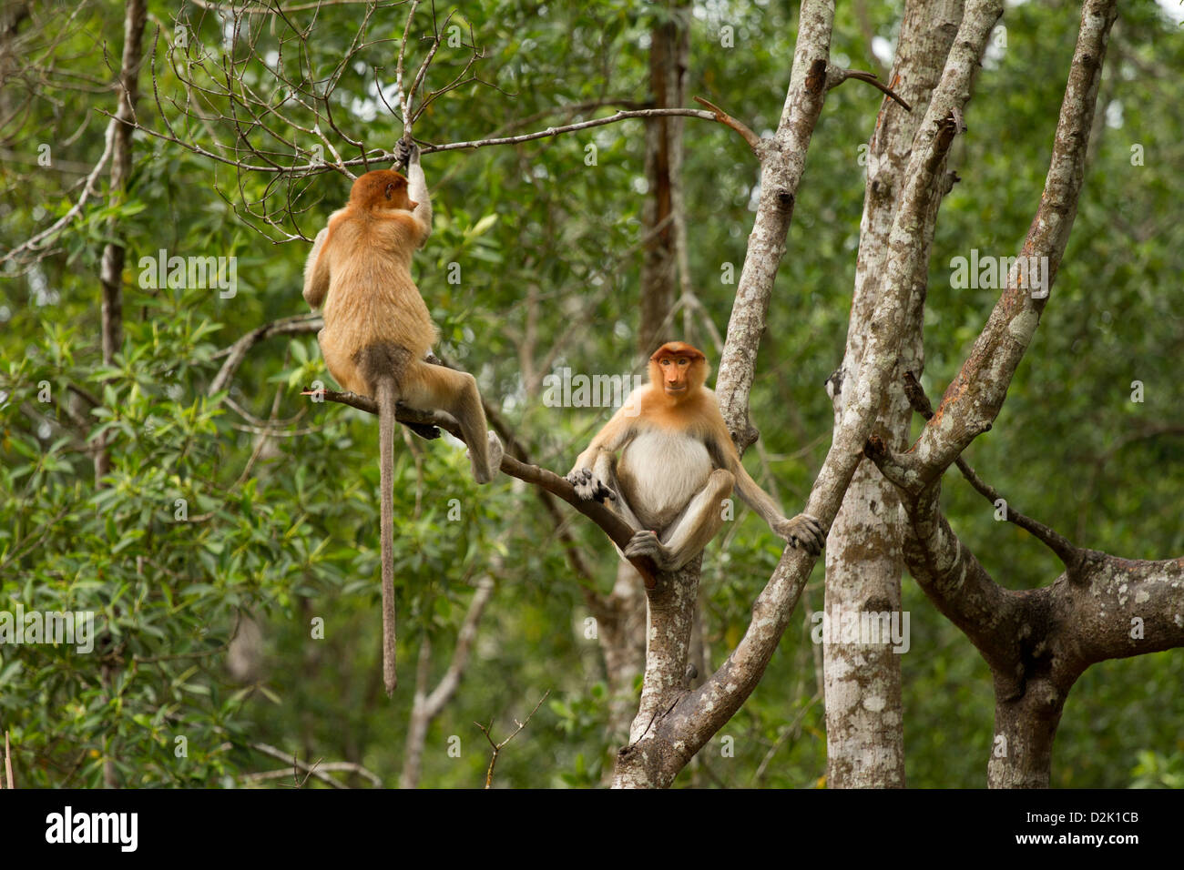Two proboscis monkeys sitting on trees in the rain forest Stock Photo ...