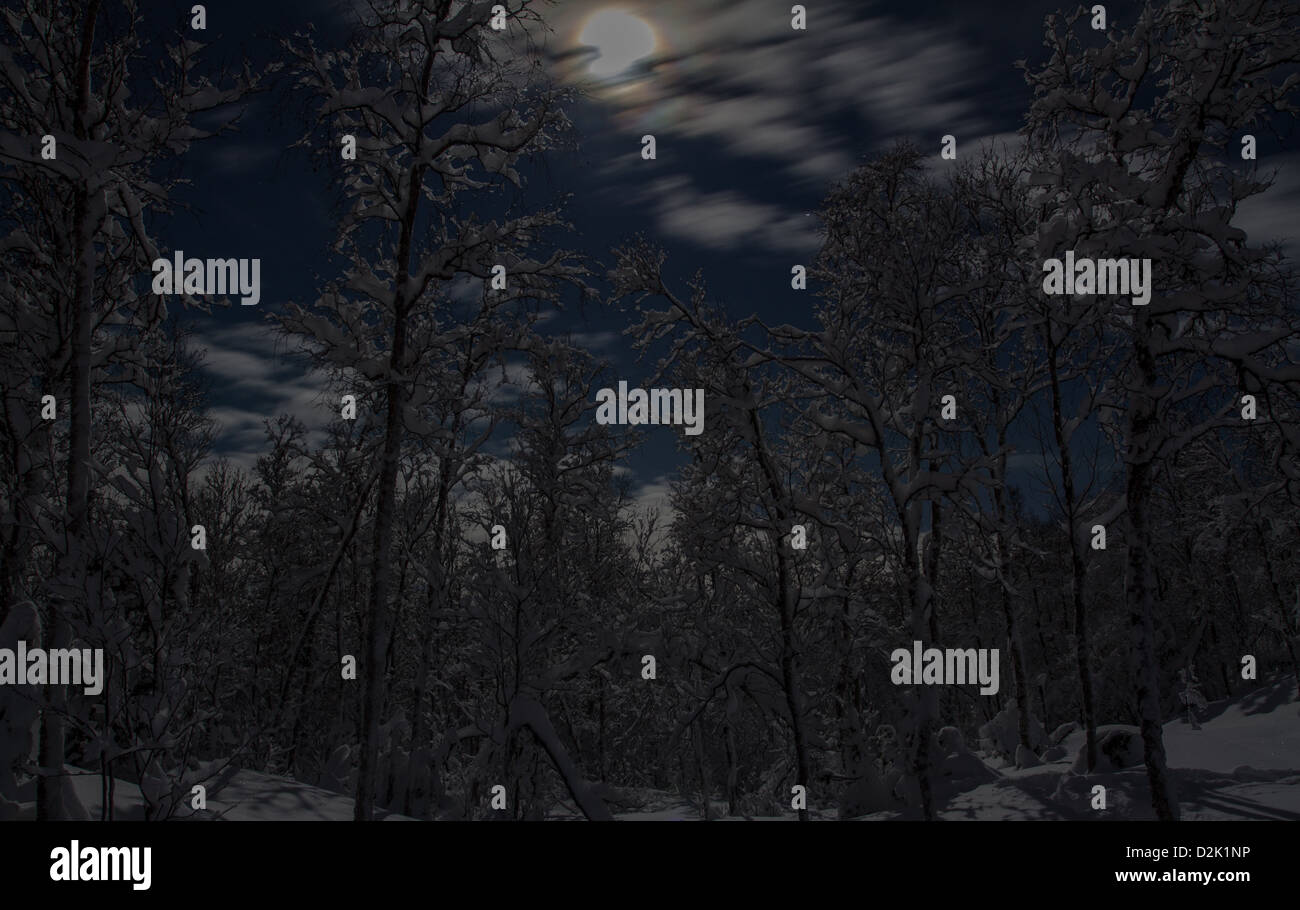 Moonlit forest hi-res stock photography and images - Alamy