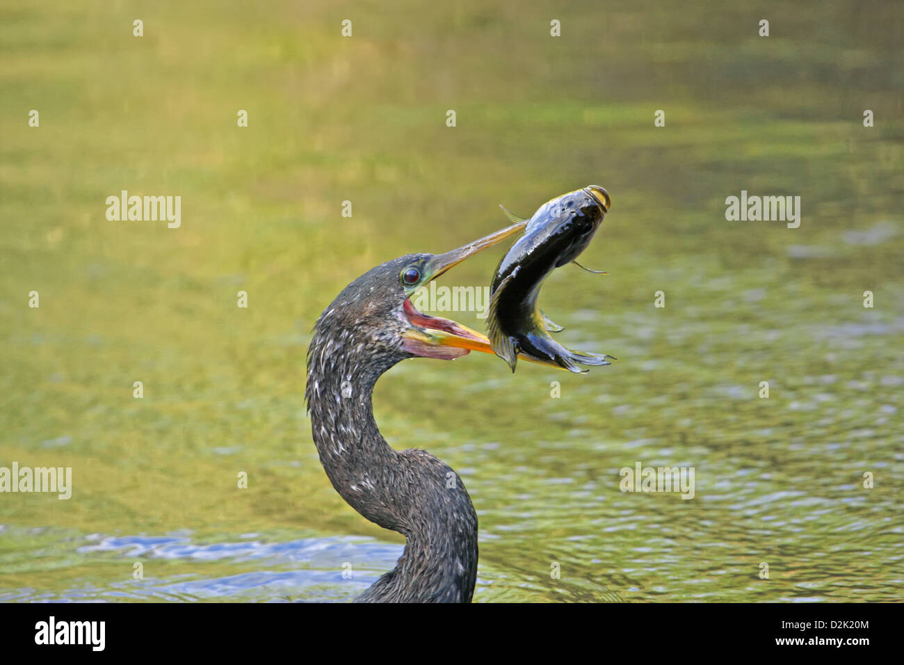 Anhinga (Anhinga anhinga) with fish in his beak Stock Photo - Alamy