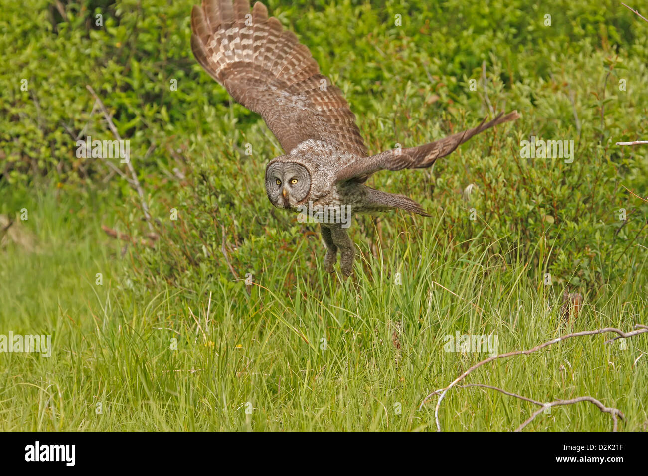 Great gray owl flying hi-res stock photography and images - Alamy