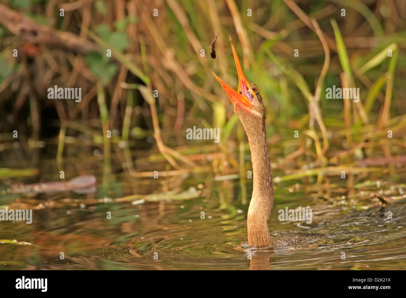 Anhinga (Anhinga anhinga) fishing Stock Photo - Alamy