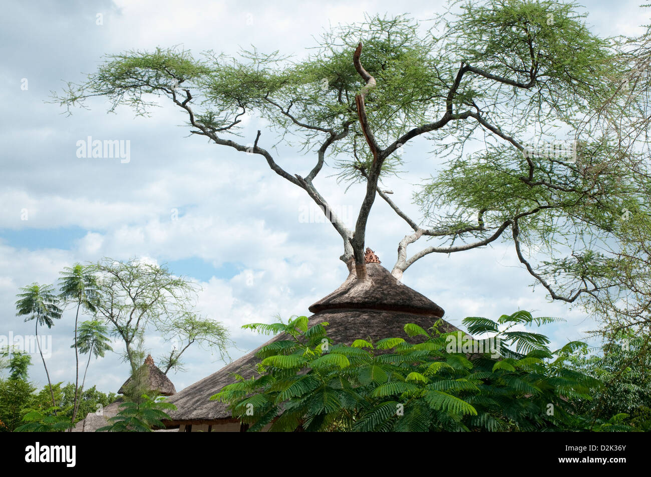 Acacia tree limbs growing out of top of hut-Decorative pottery placed ...
