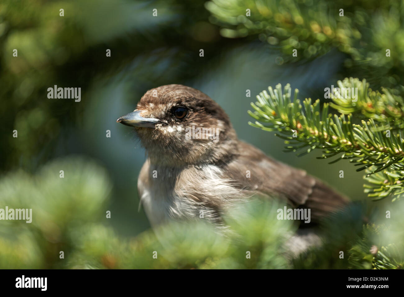 Gray Jay in branches of subalpine fir, Paradise, Mount Rainier National ...