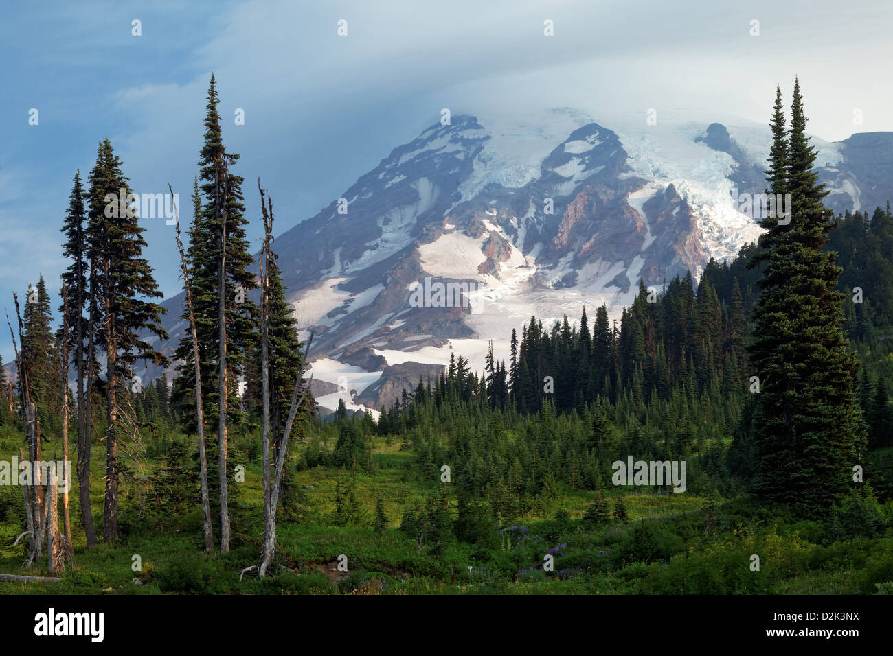 Mount Rainier over subalpine meadow on Mazama Ridge, Mount Rainier ...