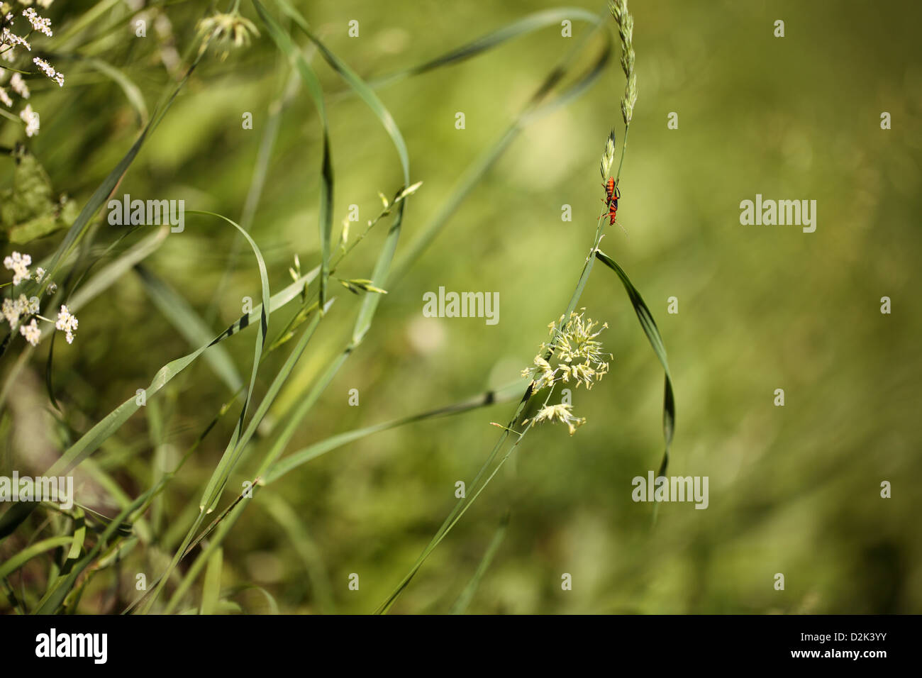Macro shot of a red insect in the grass. 1:1 Stock Photo - Alamy