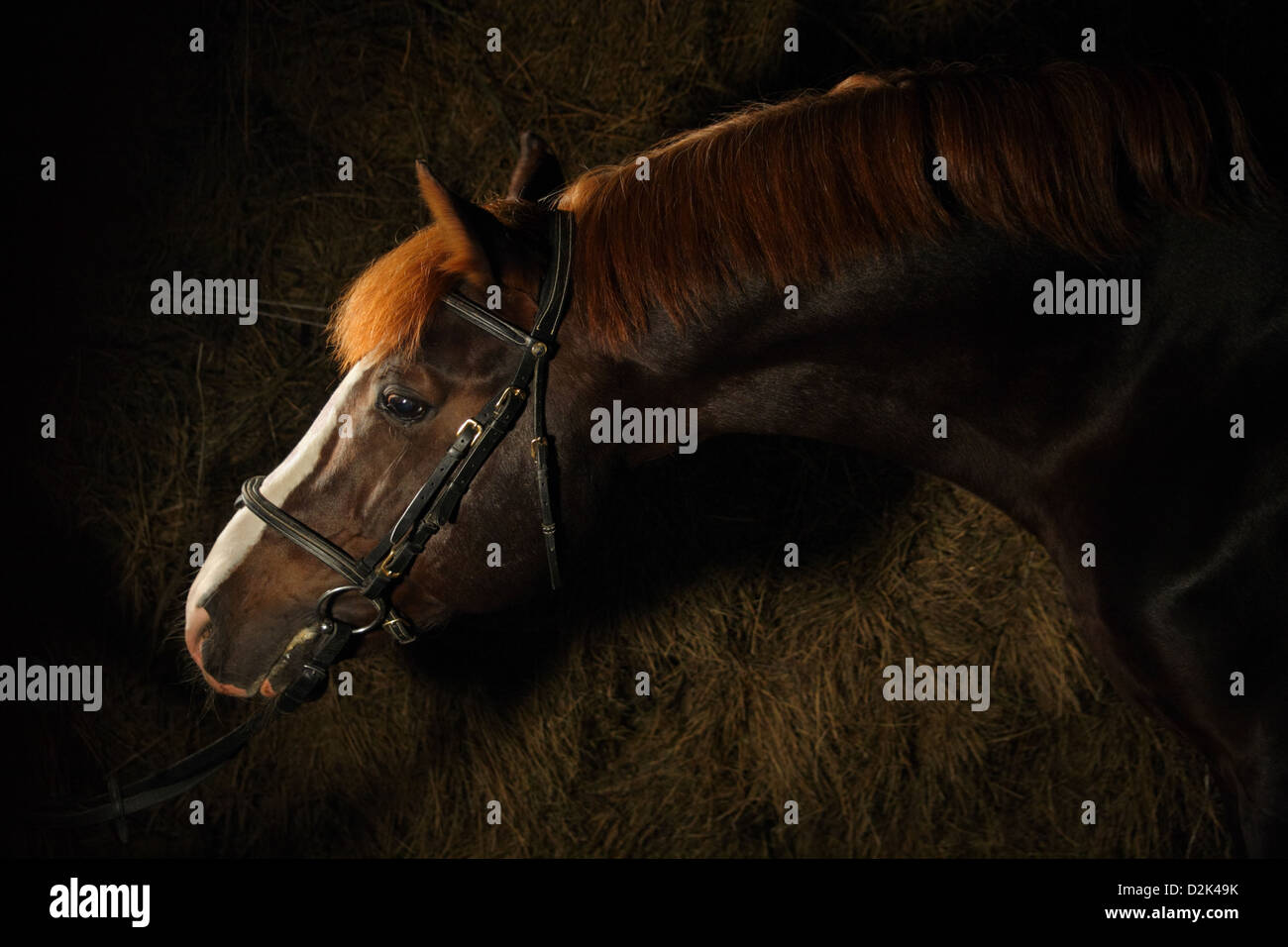 Amazing arabian stallion in dark stable Stock Photo - Alamy