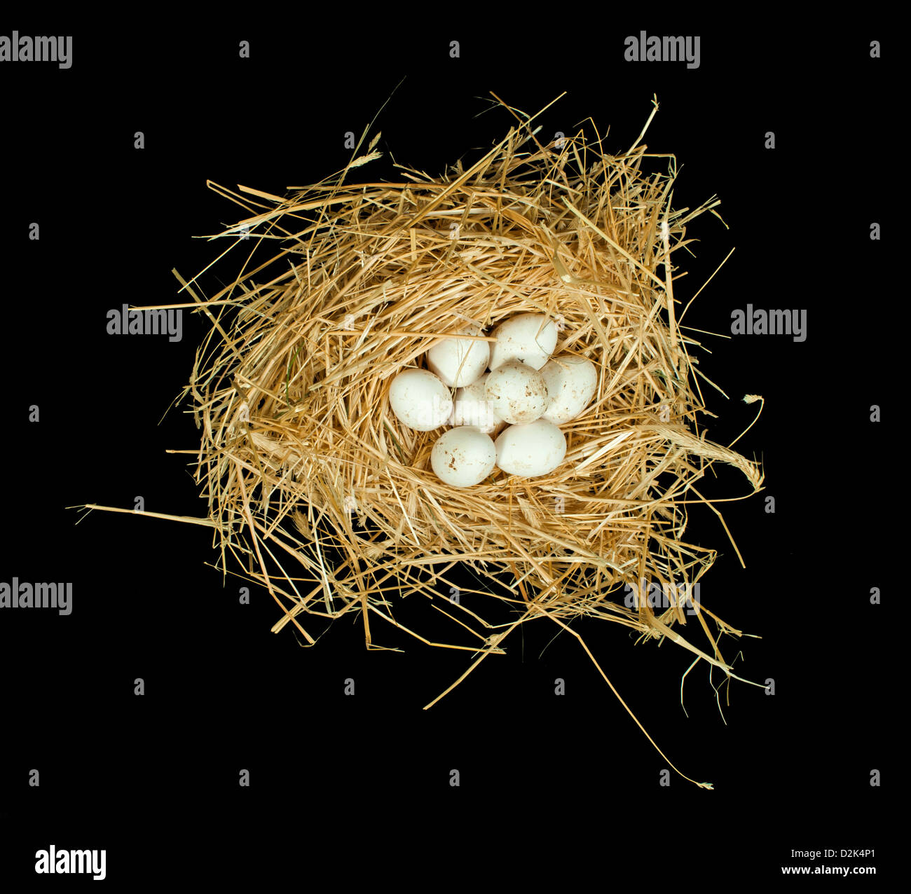 Organic white eggs from domestic farm. Eggs in a straw nest. Black ...