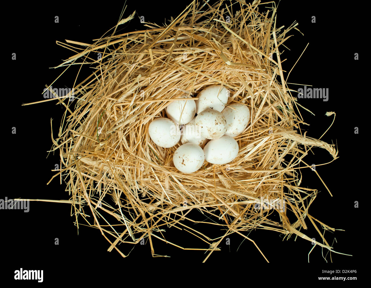 Organic white eggs from domestic farm. Eggs in a straw nest. Black ...