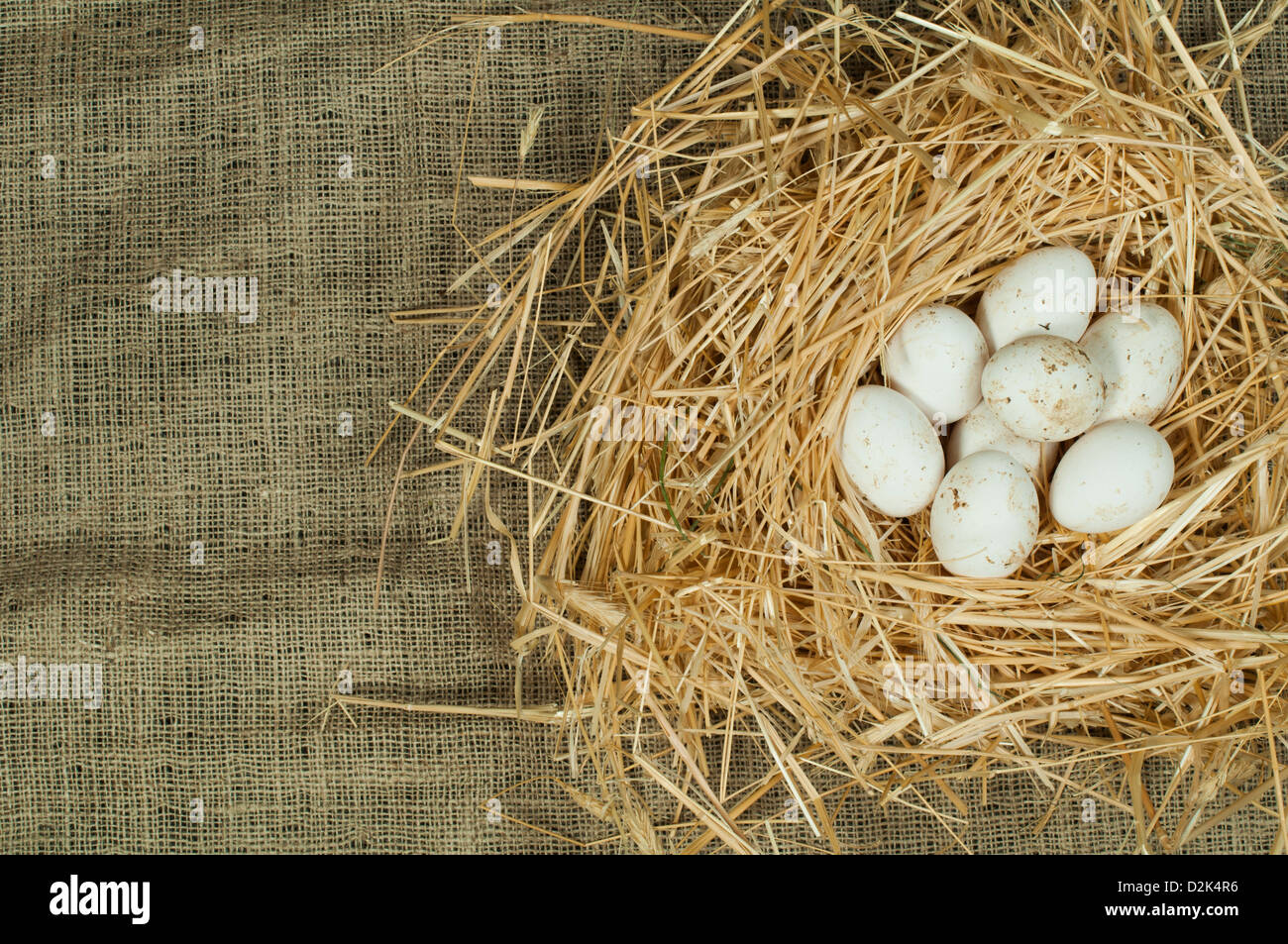 Organic white eggs from domestic farm. Eggs in a straw nest Stock Photo ...