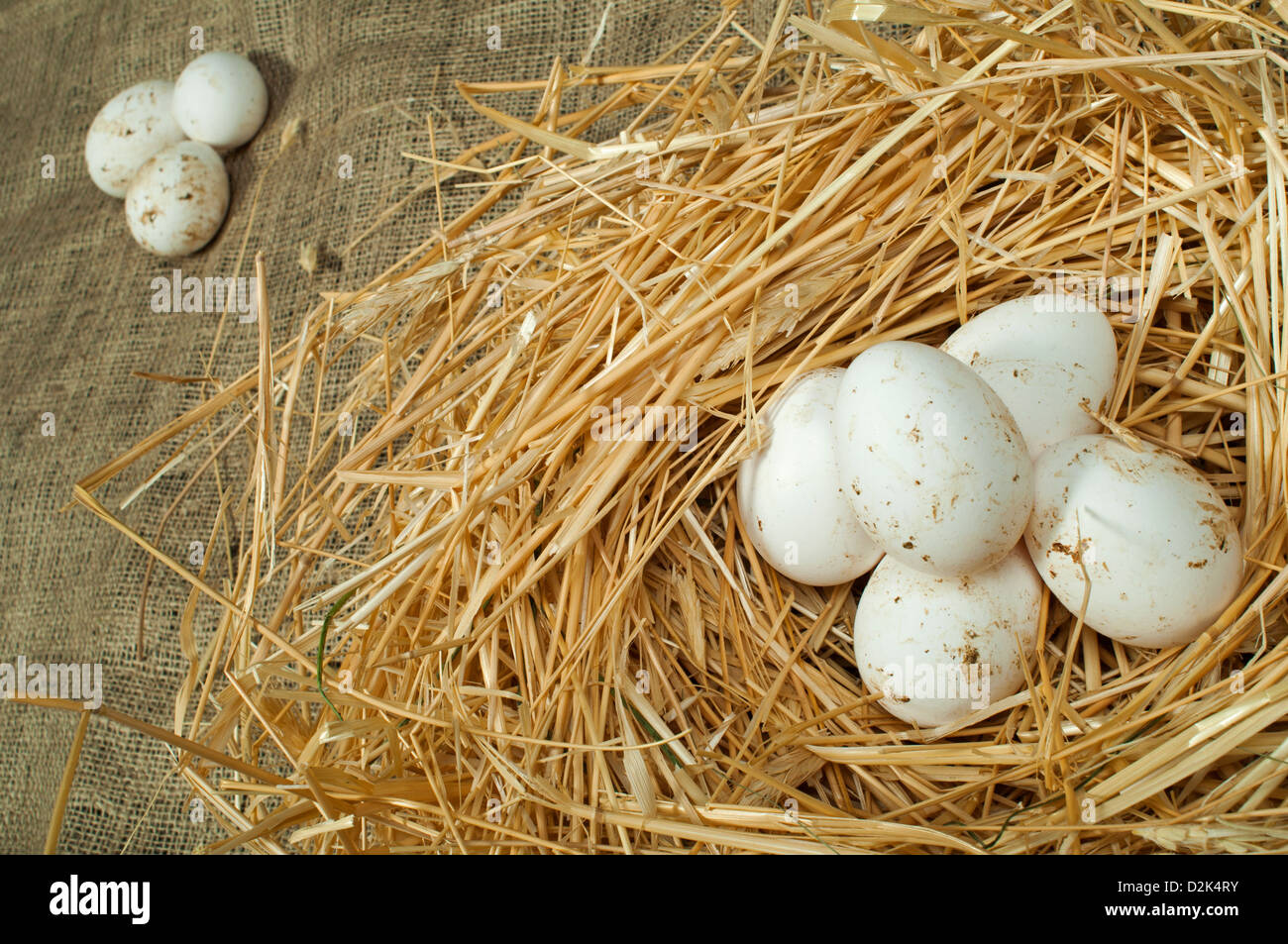 Organic white eggs from domestic farm. Eggs in a straw nest Stock Photo ...