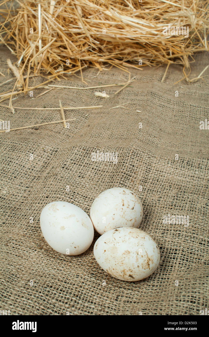 Organic white eggs from domestic farm Stock Photo - Alamy