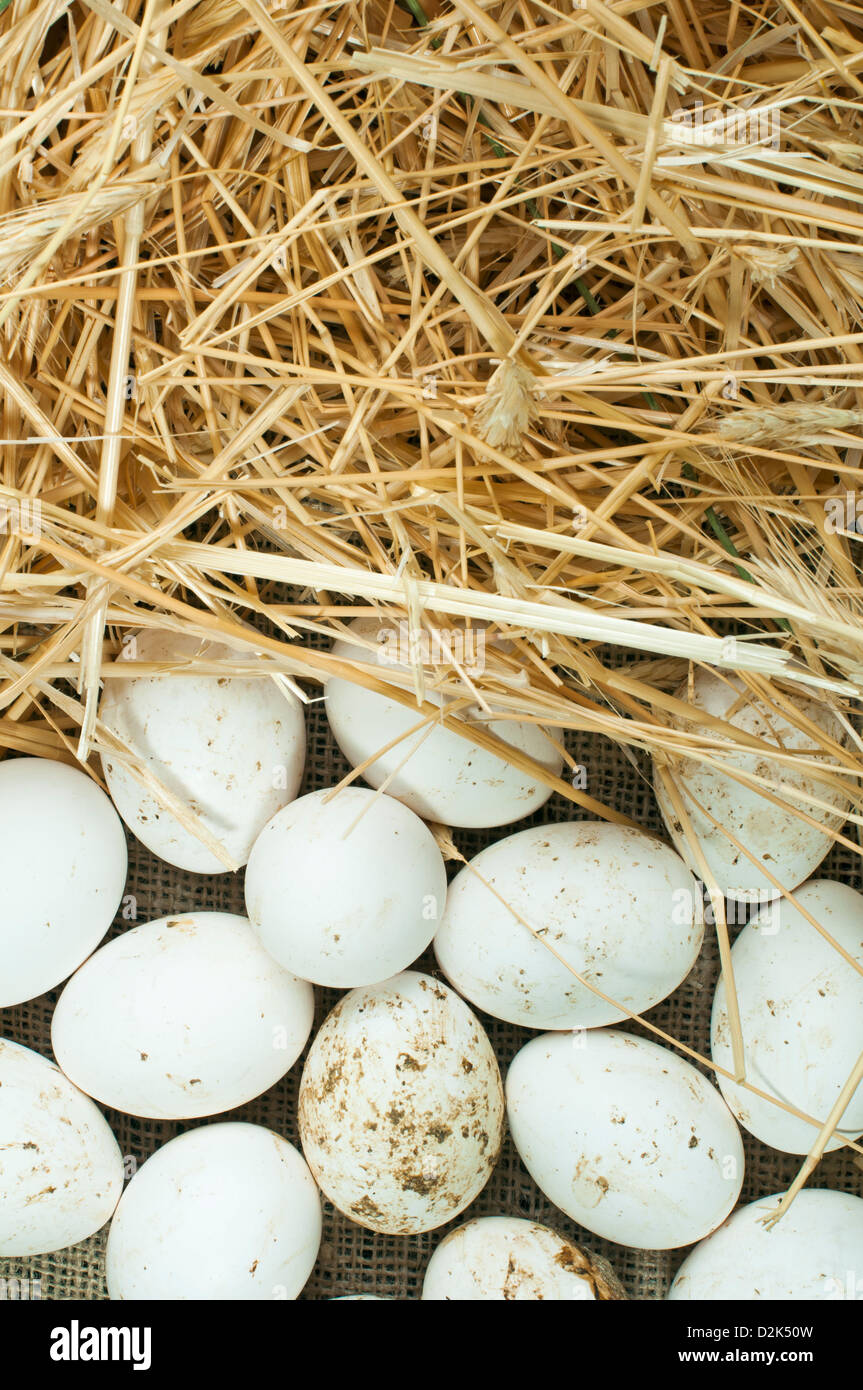 Organic white eggs from domestic farm. Eggs and straw Stock Photo - Alamy
