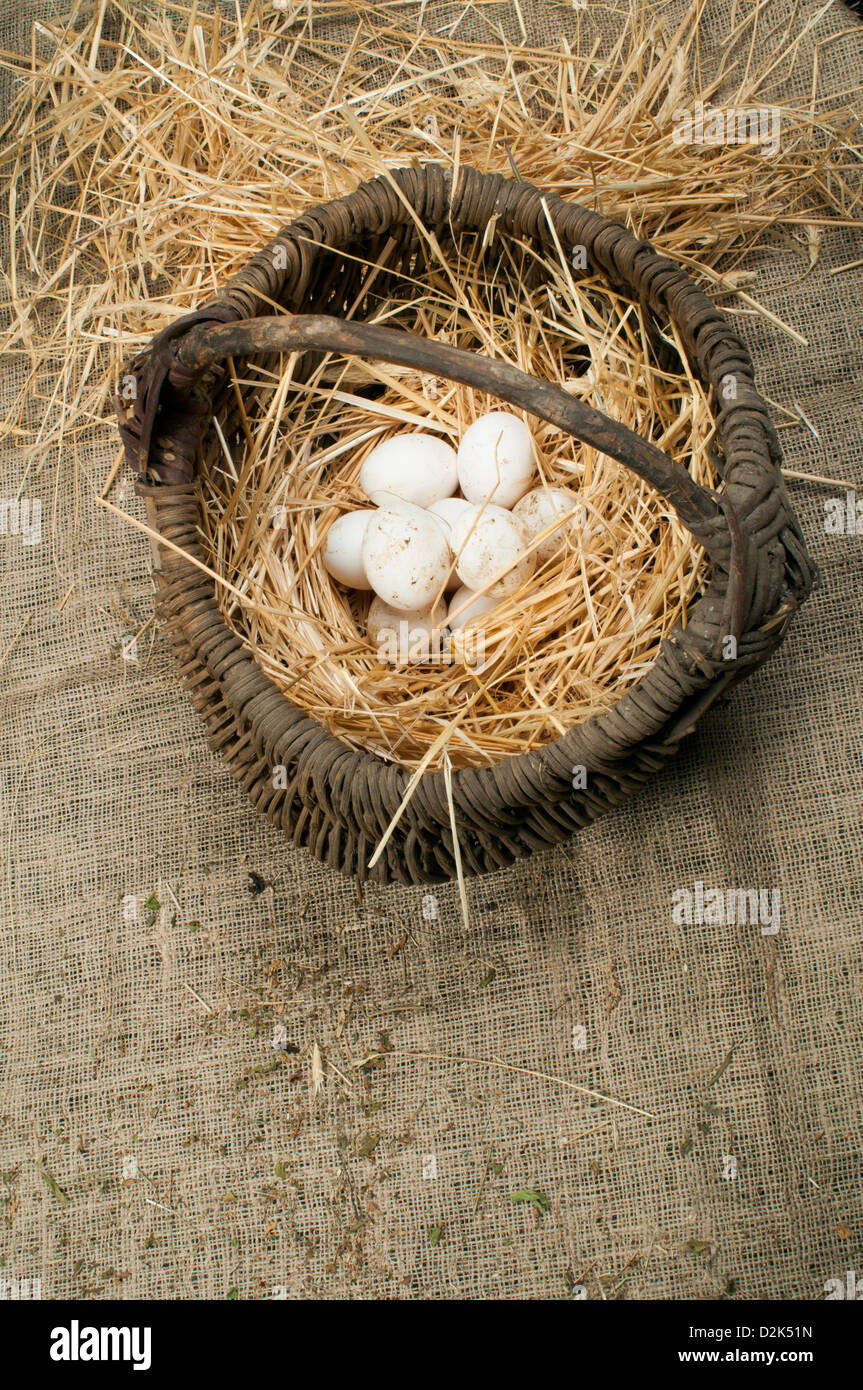 Organic white eggs from domestic farm. Eggs in vintage basket Stock ...