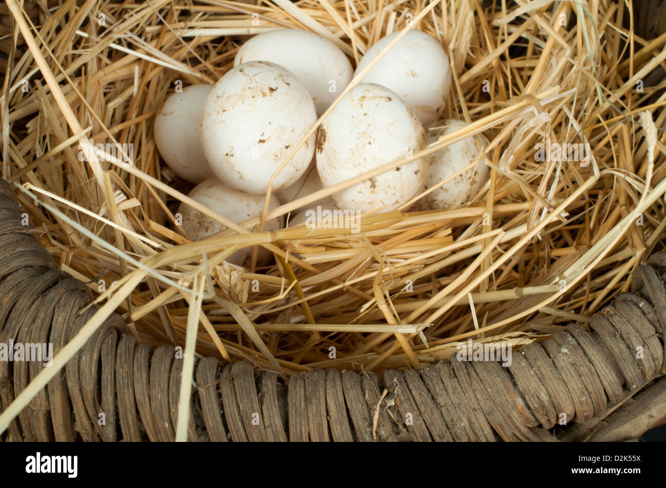 Organic white eggs from domestic farm. Eggs in vintage basket Stock ...