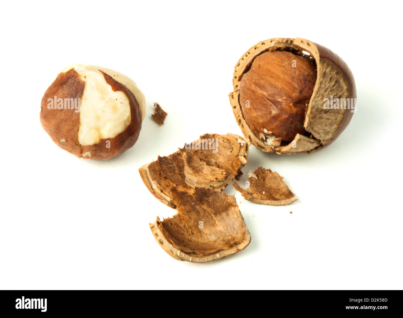 Closeup raw hazelnuts white isolated. One broken hazelnut and other ...