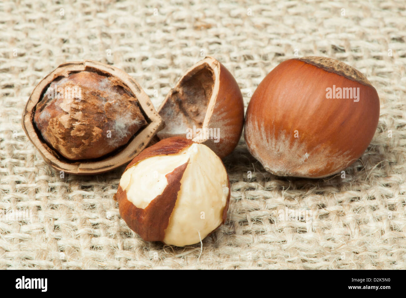 Closeup raw hazelnuts on burlap. One broken hazelnut and other purposes ...