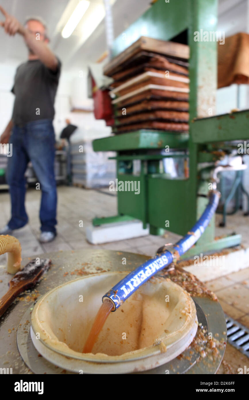 Sieversdorf High-Hofen, Germany, cider - fresh juice flows out of the ...