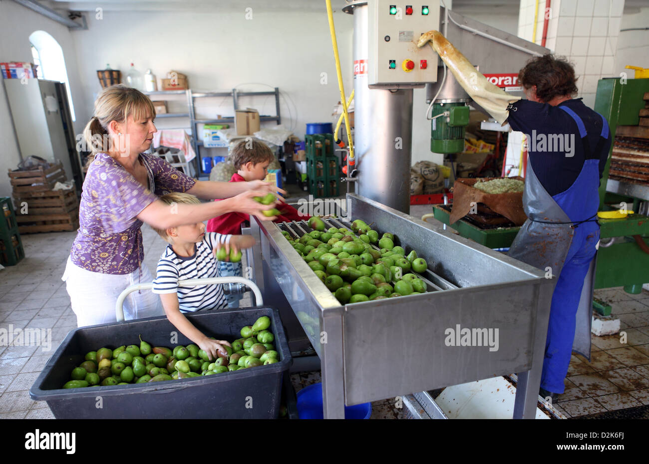 Sieversdorf High-Hofen, Germany, cider - wife and children throw pears ...