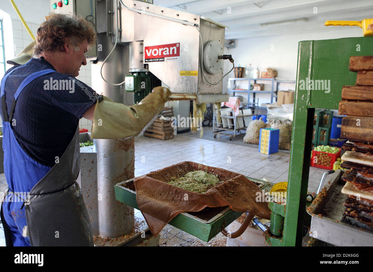 Sieversdorf High-Hofen, Germany, cider - man fills a cloth with crushed ...