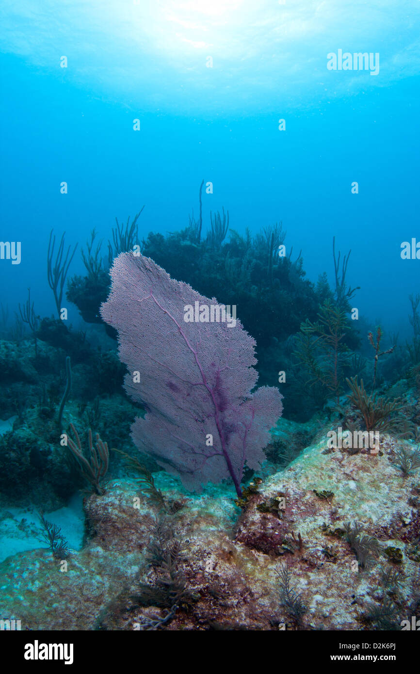 Beautiful fan coral on a reef in the Bahamas Stock Photo - Alamy