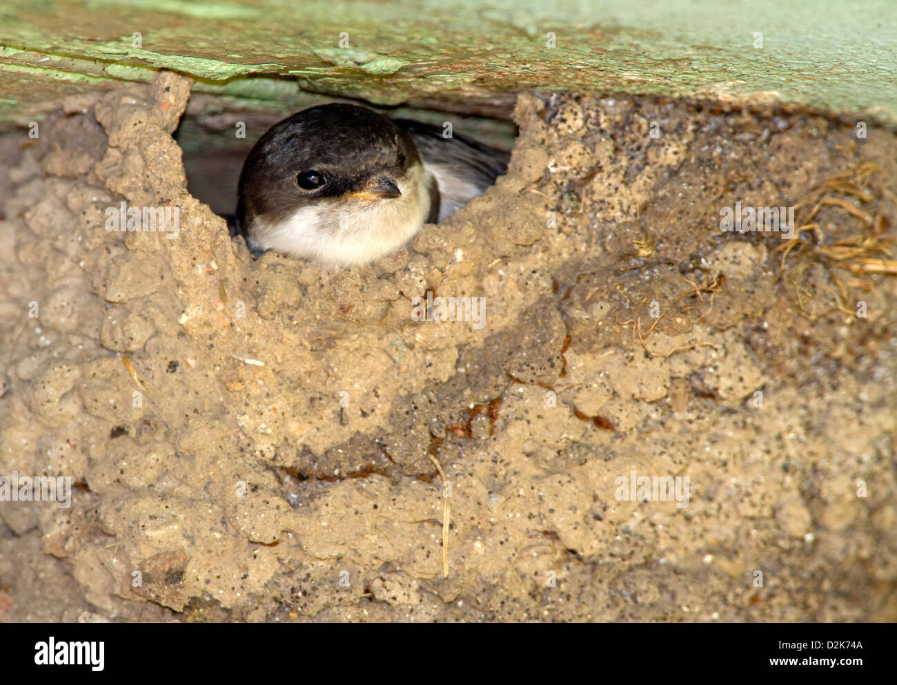 House martin bird hi-res stock photography and images - Alamy