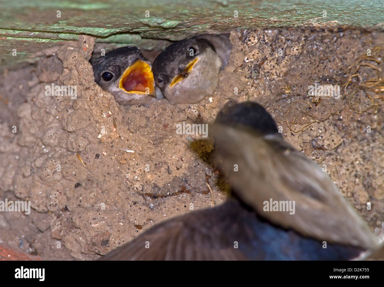 Mehlschwalbe nest hi-res stock photography and images - Alamy