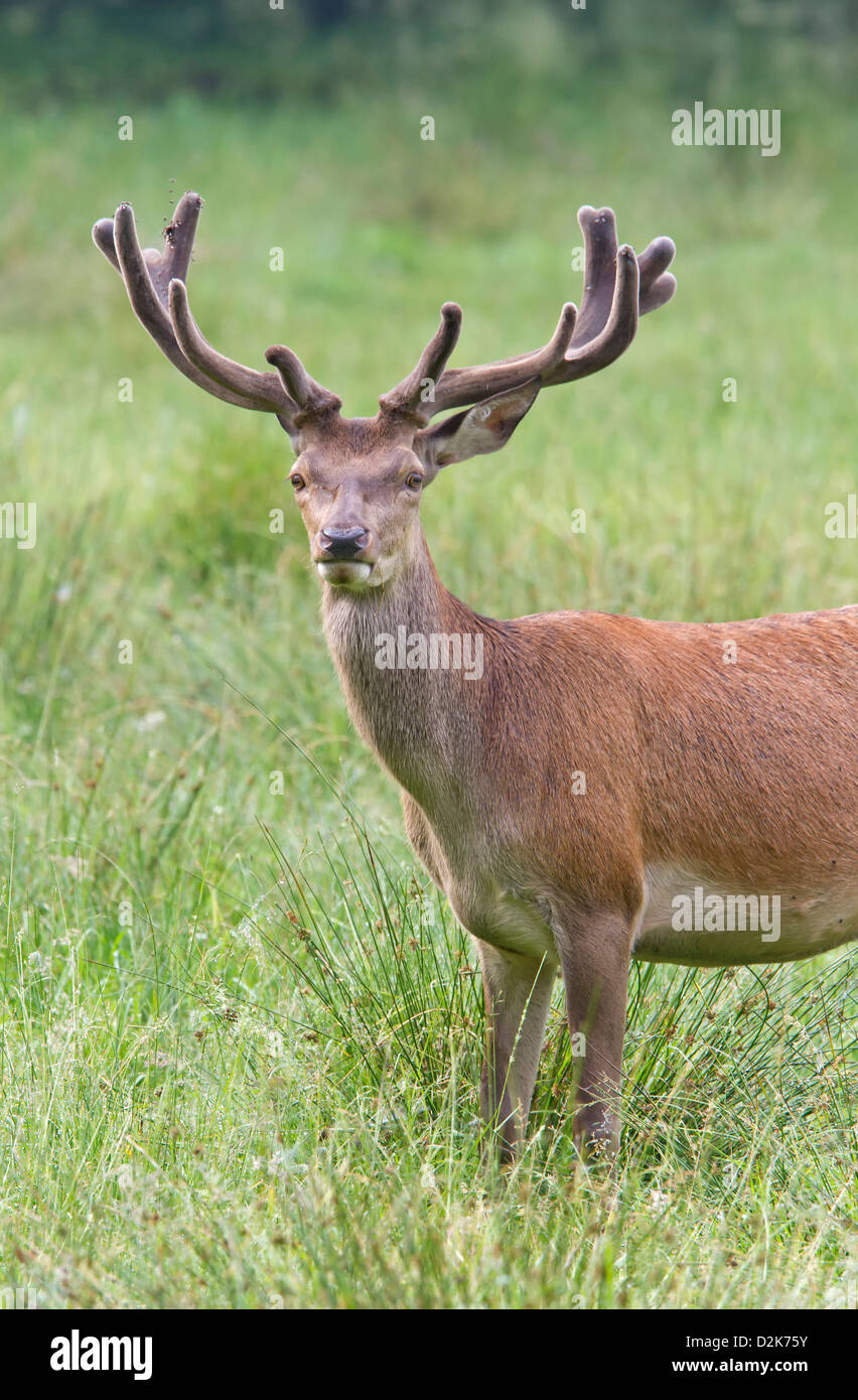 Male cervus elaphus side hi-res stock photography and images - Alamy