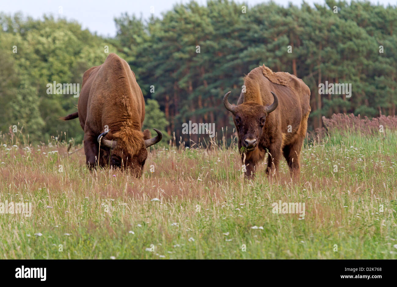 European bison / Bison bonasus Stock Photo - Alamy