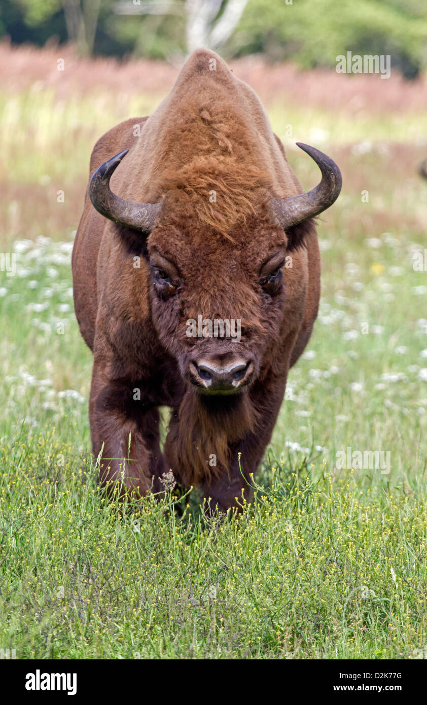 European bison / Bison bonasus Stock Photo - Alamy