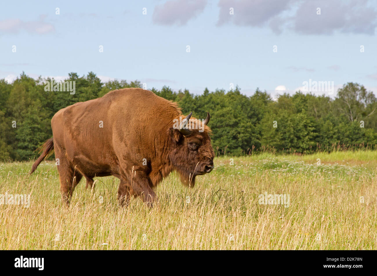 European bison / Bison bonasus Stock Photo - Alamy