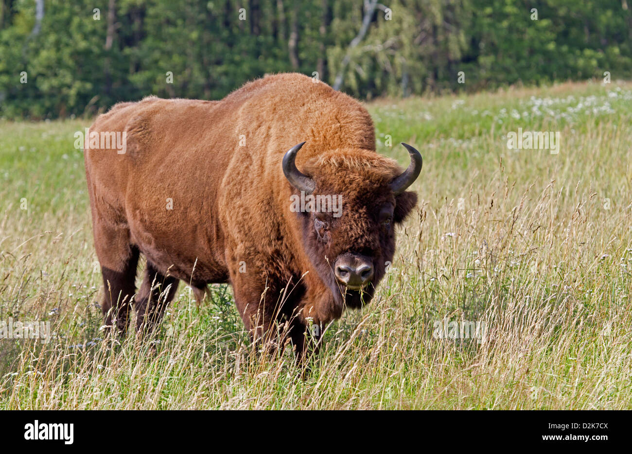 European bison / Bison bonasus Stock Photo - Alamy European bison / Bison bonasus Stock Photo - Alamy