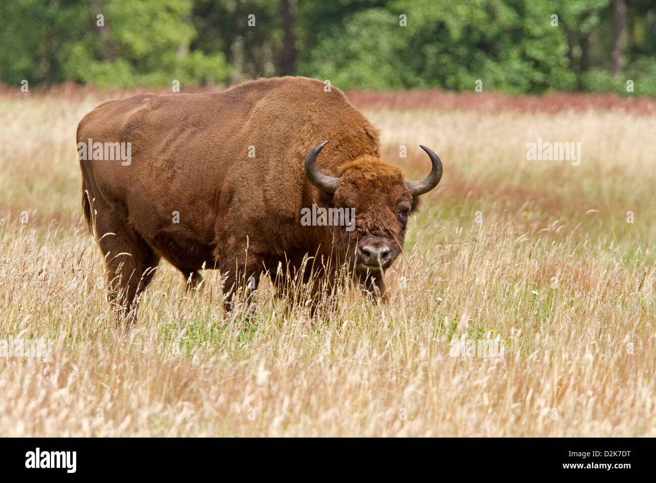 European bison / Bison bonasus Stock Photo - Alamy