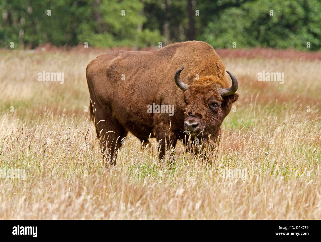 European bison / Bison bonasus Stock Photo - Alamy European bison / Bison bonasus Stock Photo - Alamy